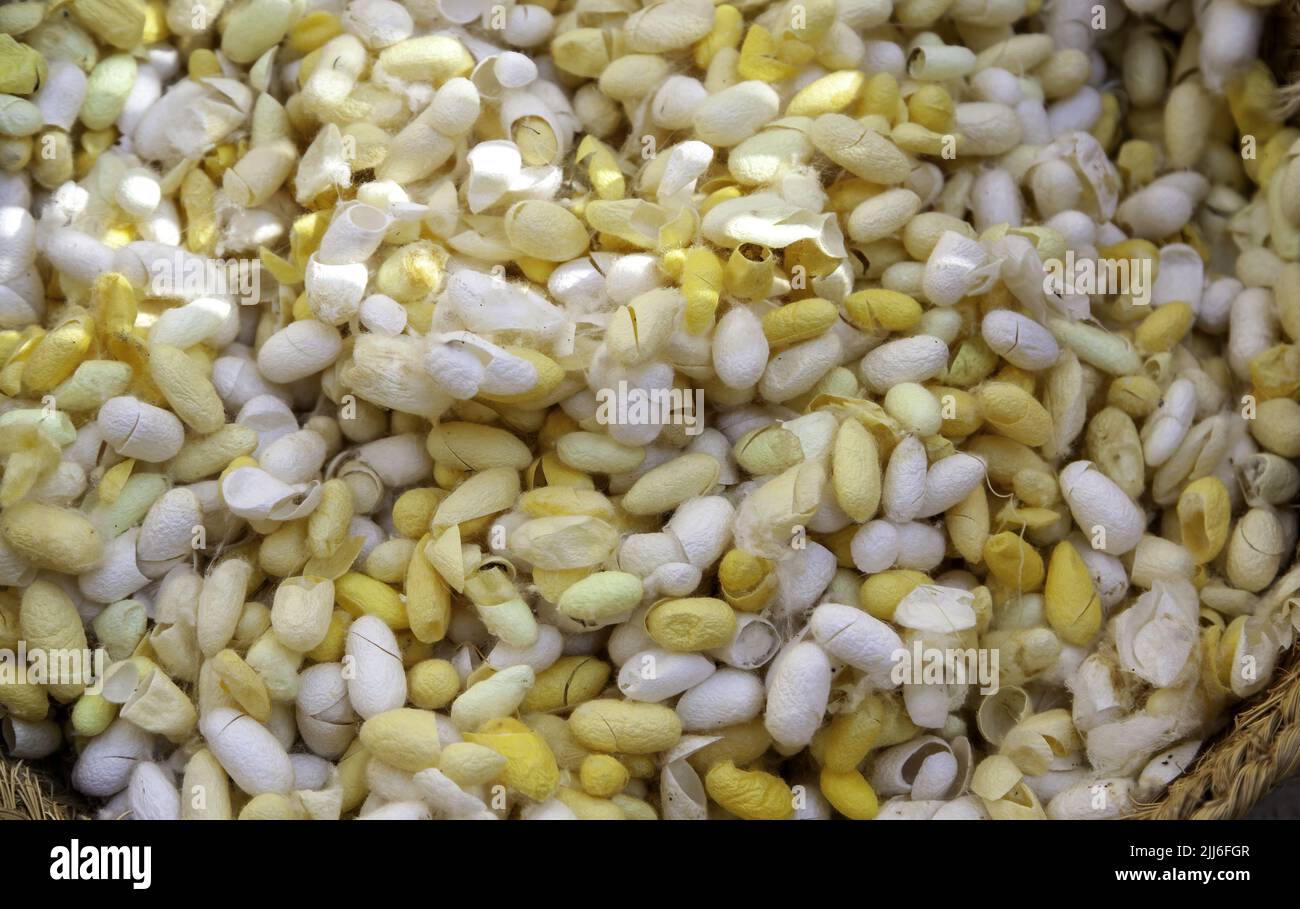 Animal production hi-res stock photography and images - Alamy