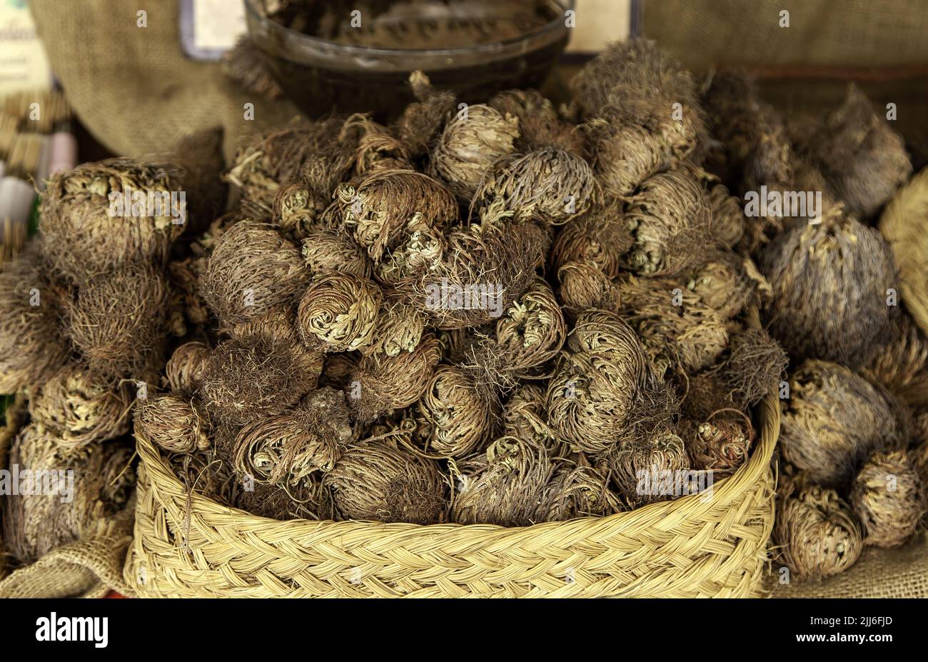 Selaginella lepidophylla resurrection plant hi-res stock photography ...