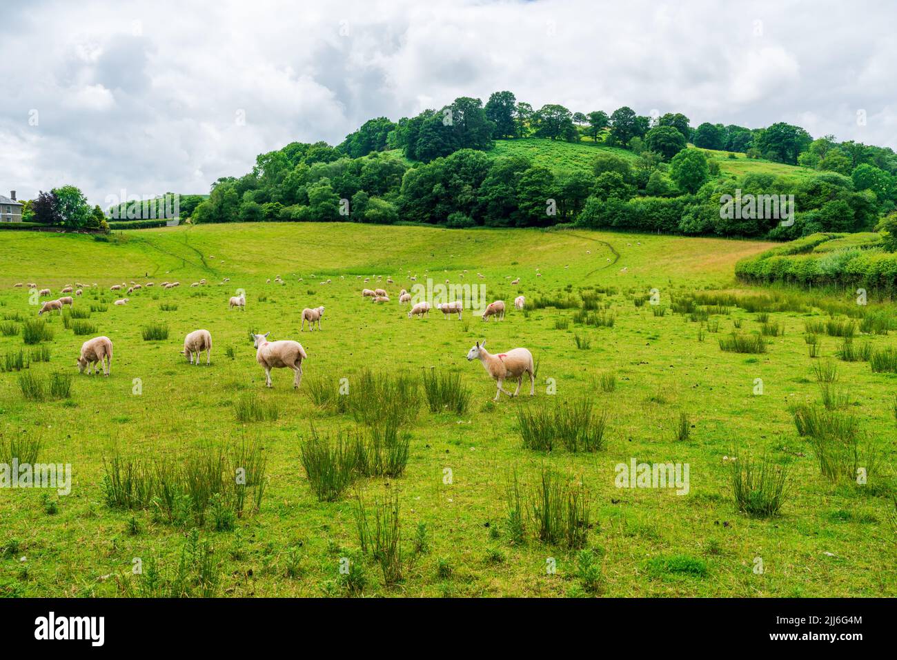 Sennybridge hi-res stock photography and images - Alamy