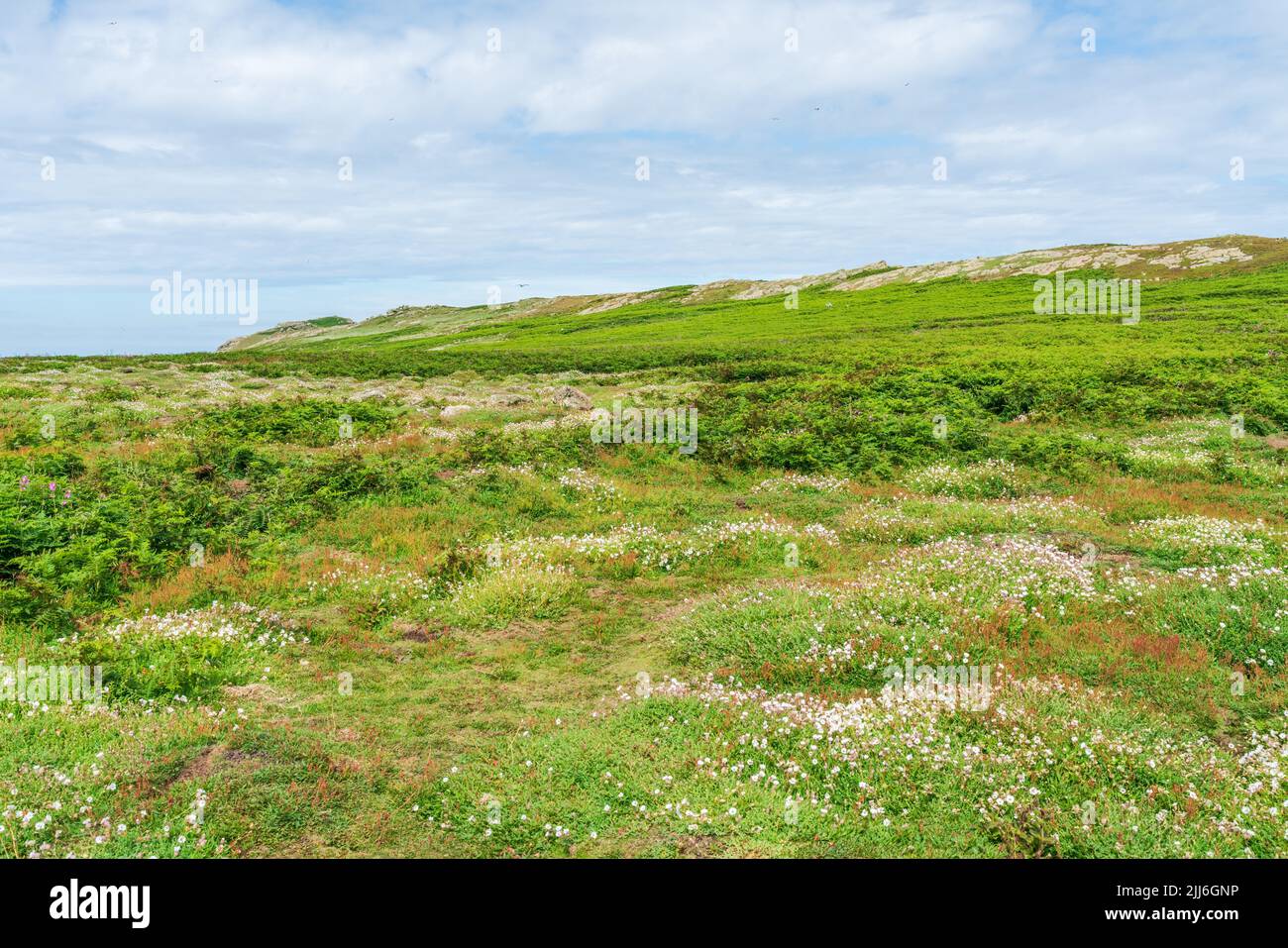 Skomer island landscape hi-res stock photography and images - Alamy