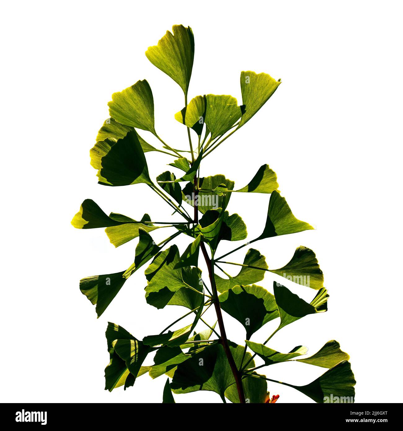 Fresh bright green leaves of ginkgo biloba. Isolated on white ...