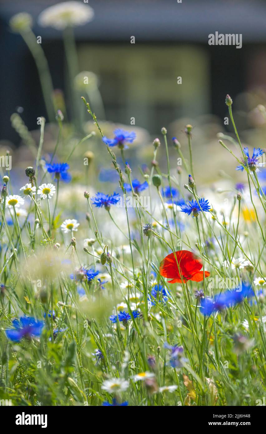 Flowering british wild flowers in a wild flower meadow Stock Photo - Alamy
