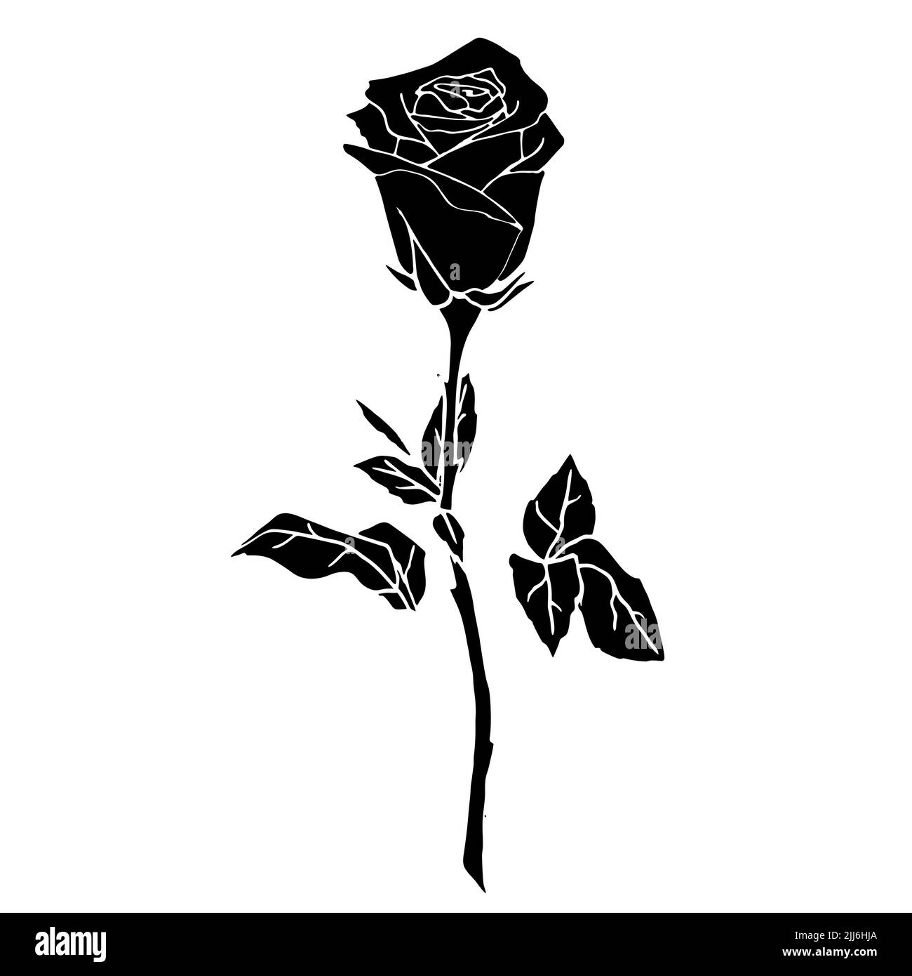 Closed Rose Drawing