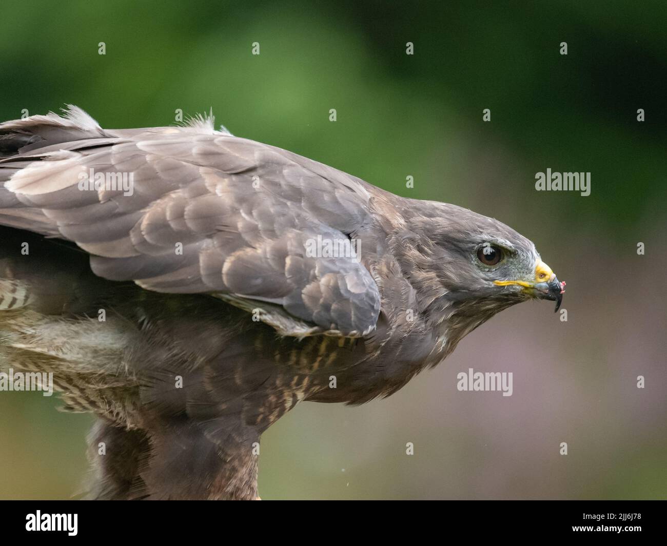 A selective focus shot of a common buzzard bird perched and ready to ...