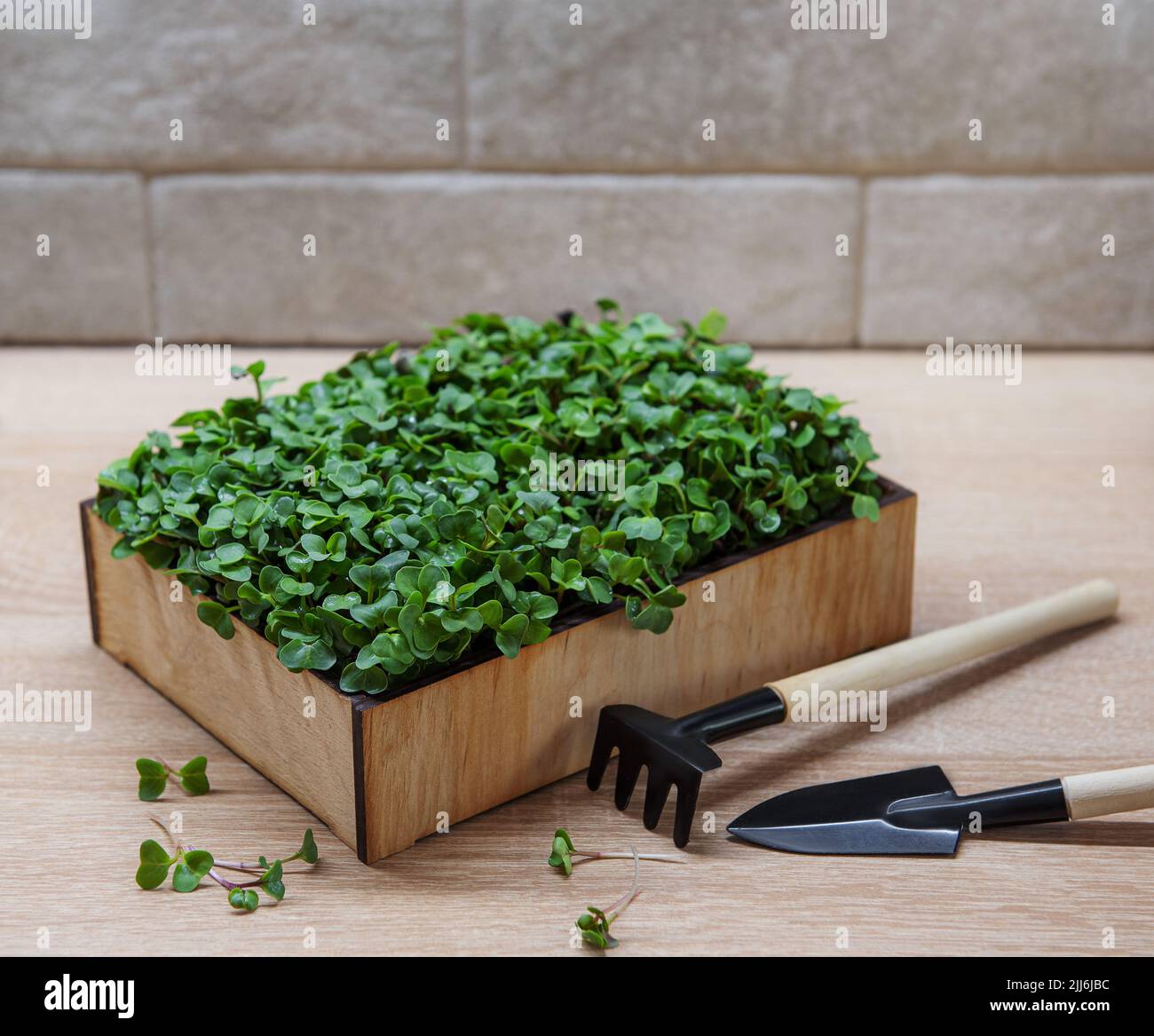 Fresh microgreens. Sprouts of radish microgreens in the box Stock Photo ...