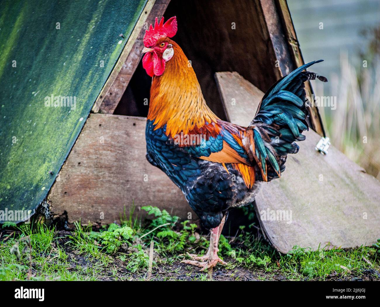 A closeup of a rooster on a farm in the daylight Stock Photo - Alamy