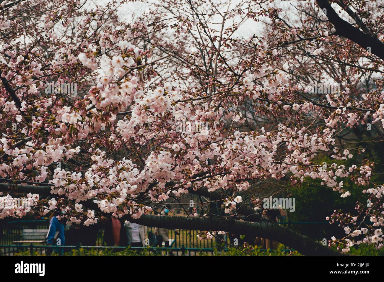 Pink sakura tree hi-res stock photography and images - Alamy