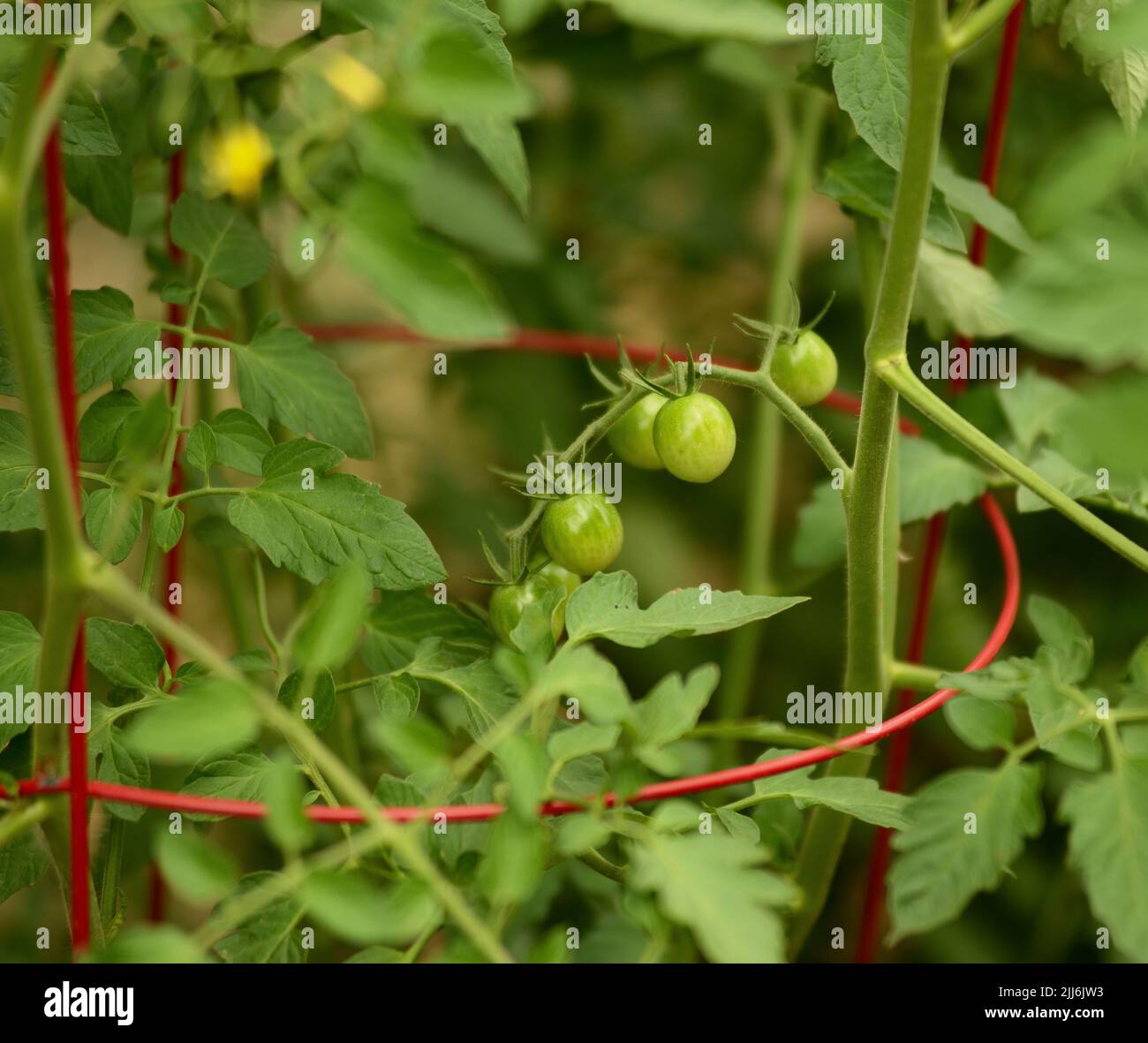 Green cherry tomatoes ripening on the vine within a red tomato cage ...