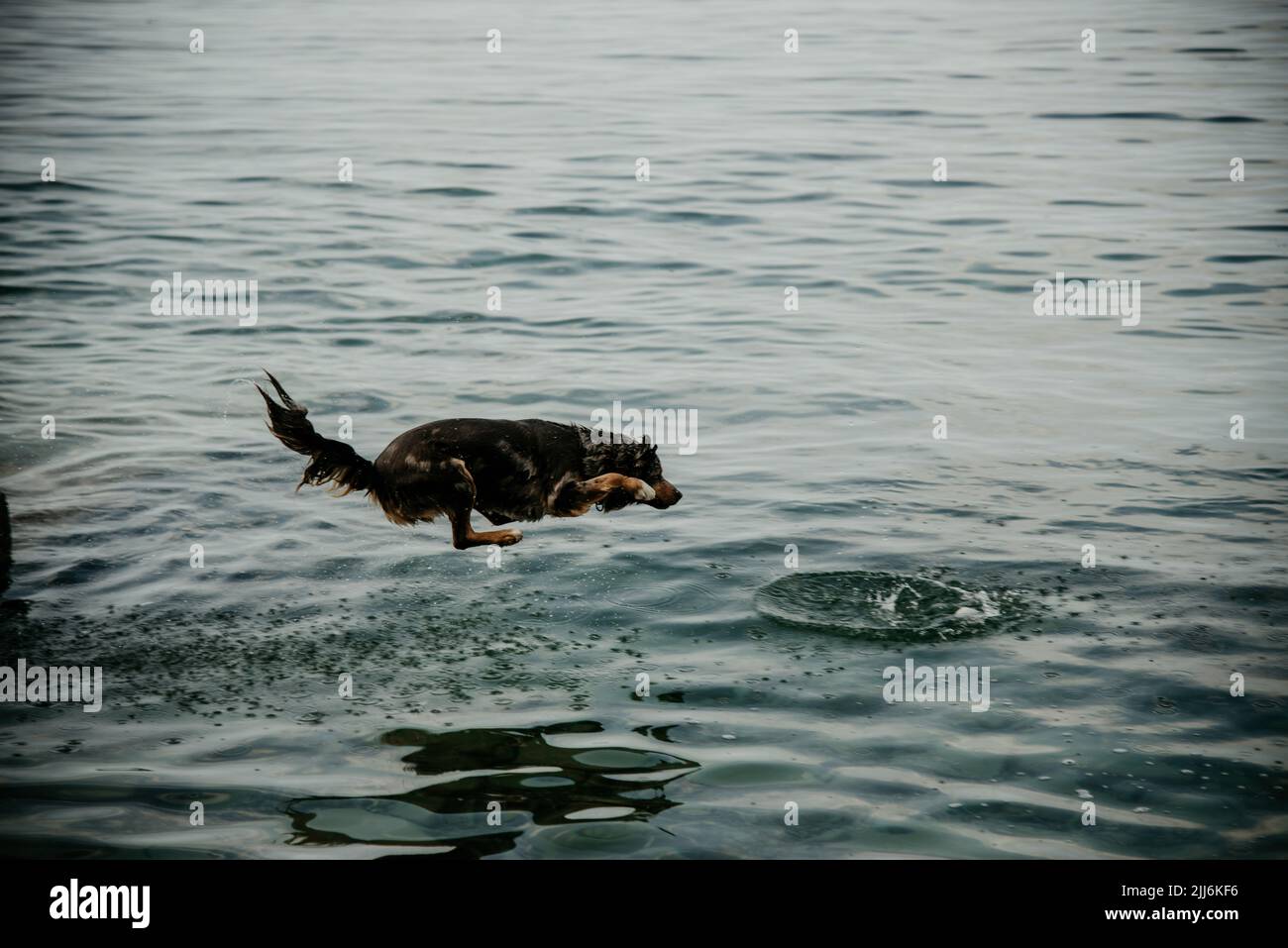 Dog float hi-res stock photography and images - Alamy