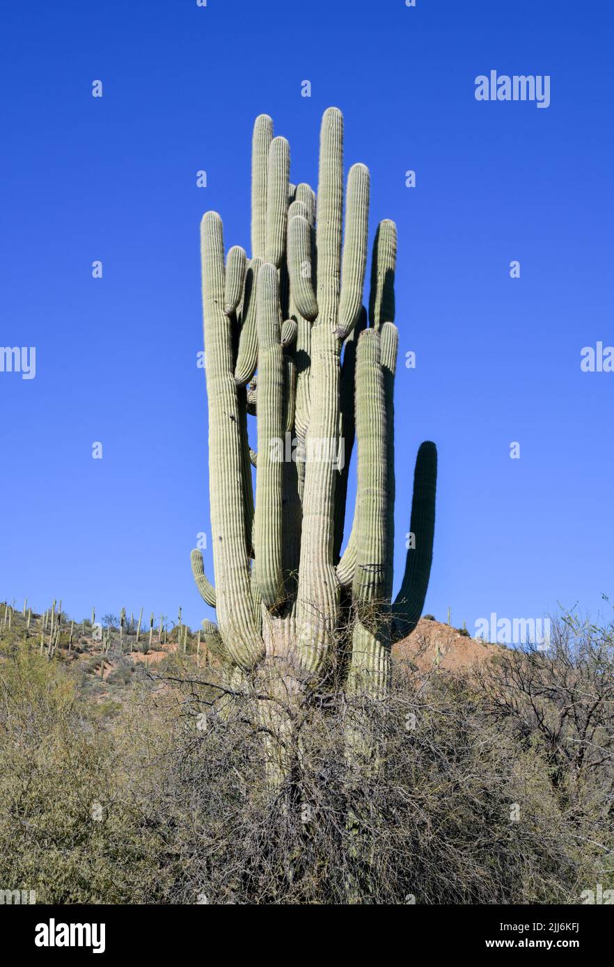 Desert Cactus under blue sky Stock Photo - Alamy