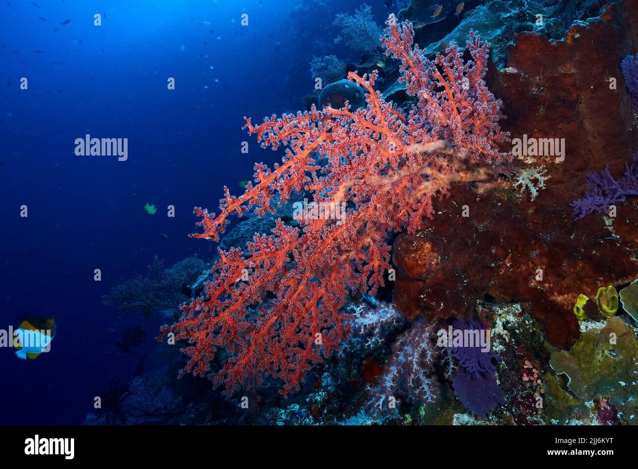 A beautiful view of red reefs and corals with fish underwater Stock ...