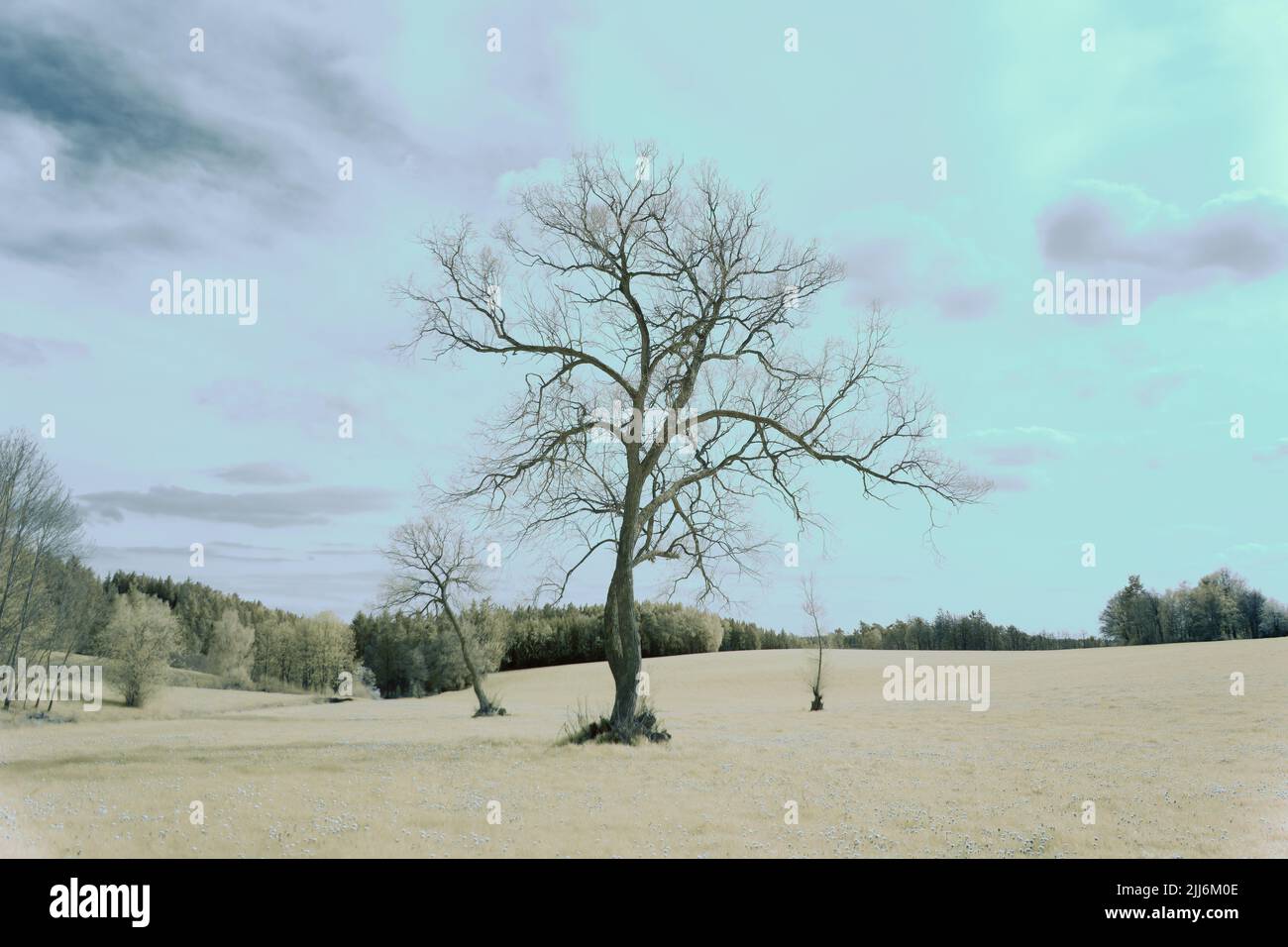 Dead_tree hi-res stock photography and images - Alamy