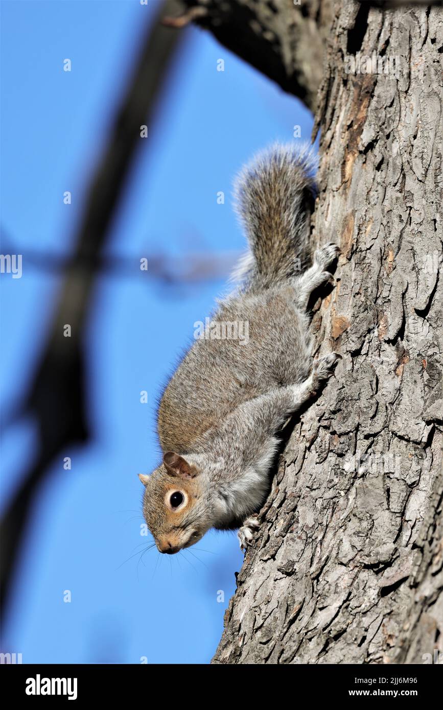 A vertical shot of an Eastern gray squirrel on a tree trunk Stock Photo ...