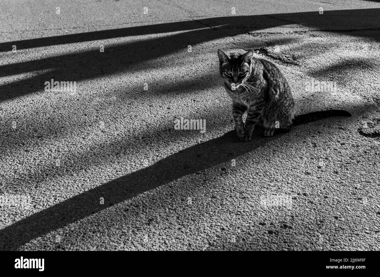 Cat road shadow hi-res stock photography and images - Alamy