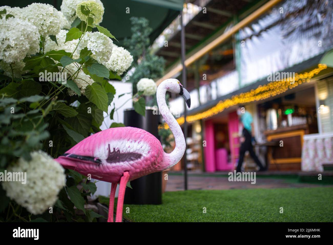 Pink flamingo standing hi-res stock photography and images - Alamy