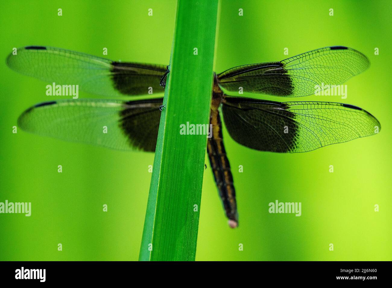 A female widow skimmer dragonfly rests on a reed. View from underneath ...