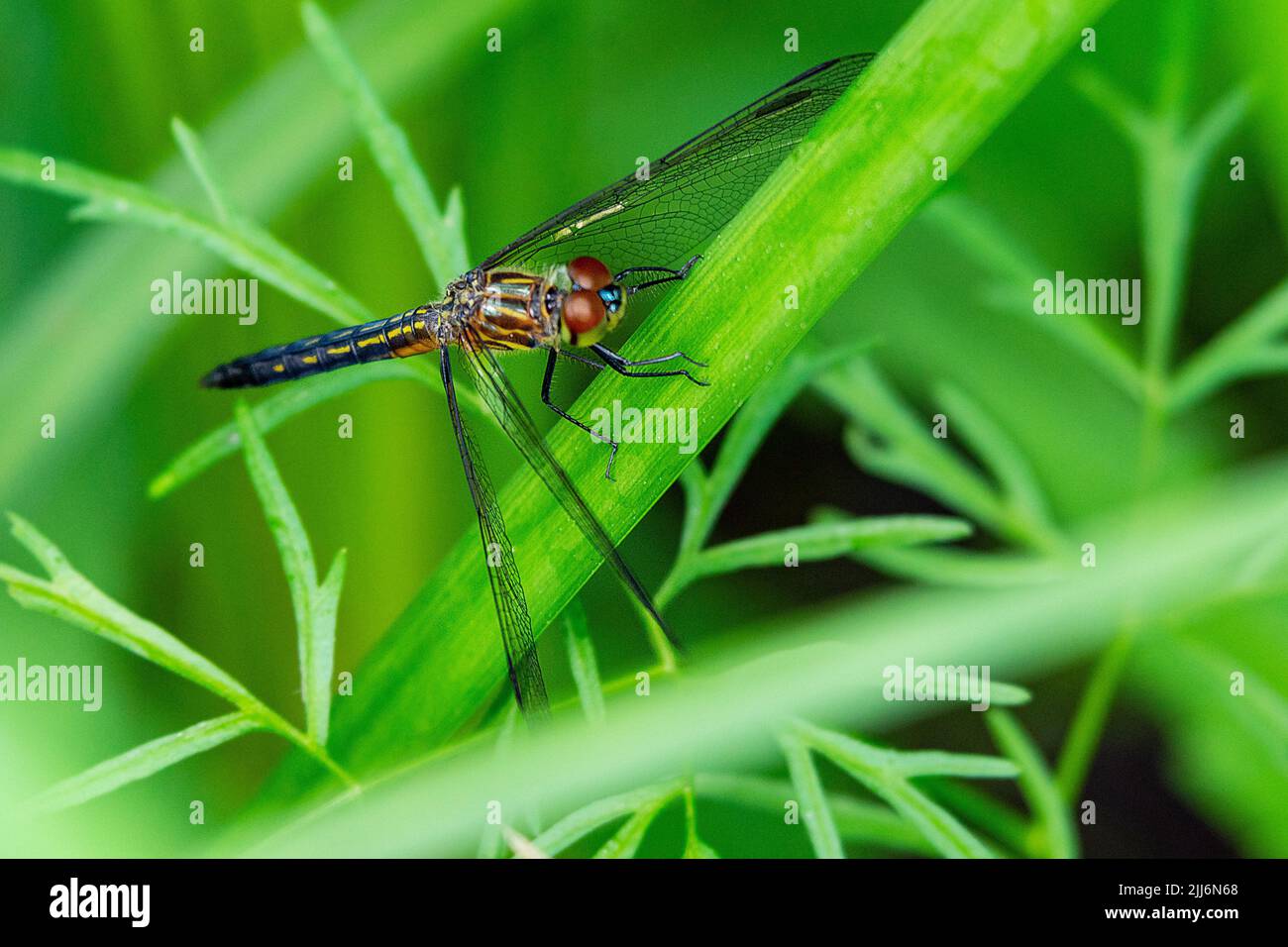 A female blue dasher dragonfly rests on a reed Stock Photo - Alamy