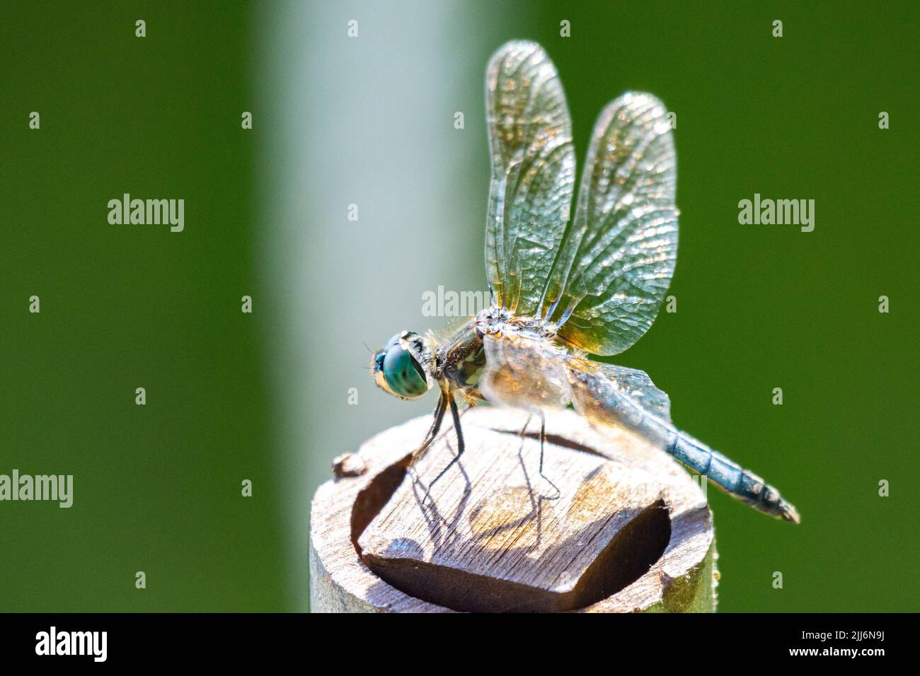 Dragonfly on pipe hi-res stock photography and images - Alamy
