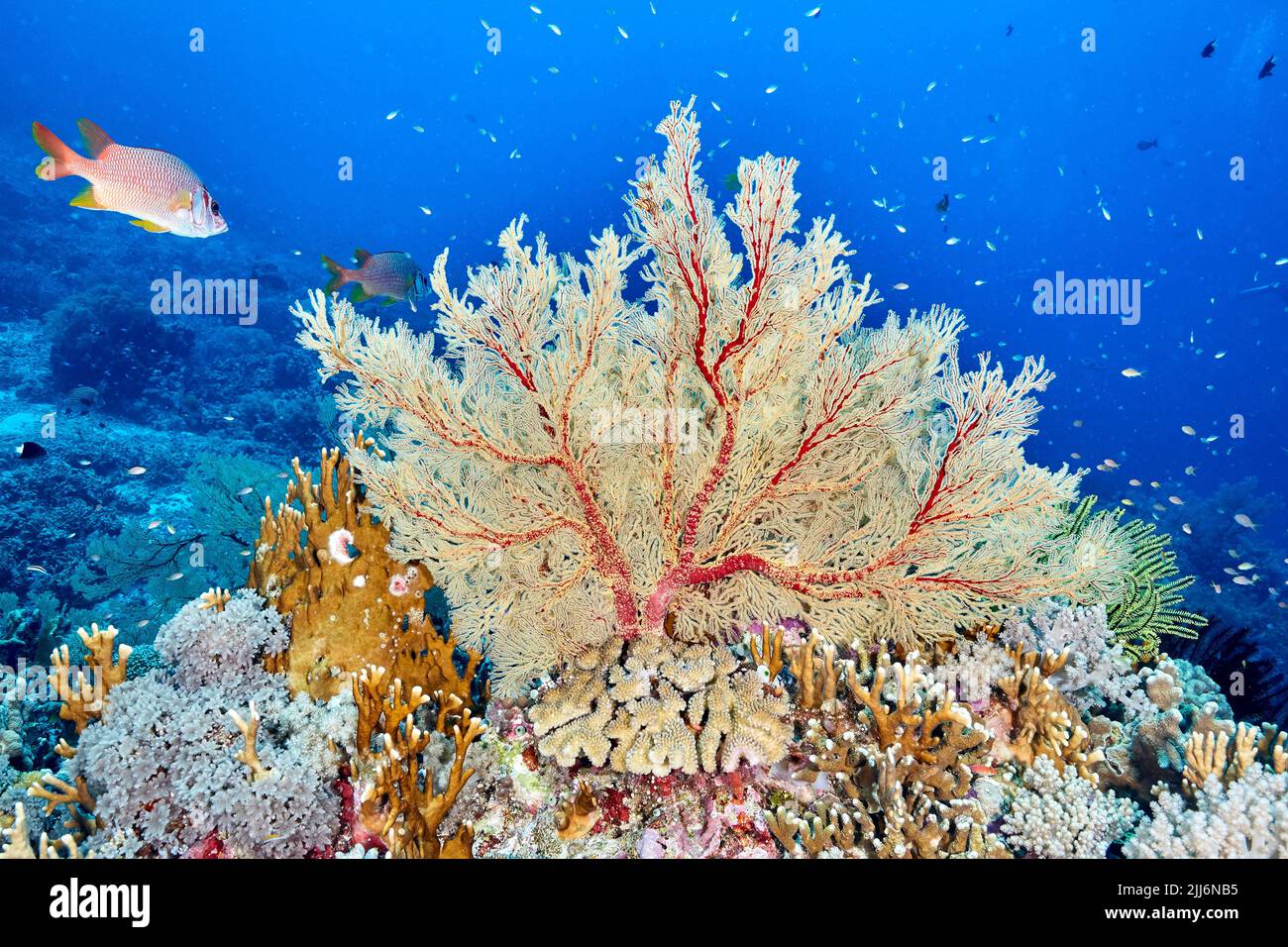 The fish and coral reefs in the depths of the Pacific Ocean Stock Photo ...