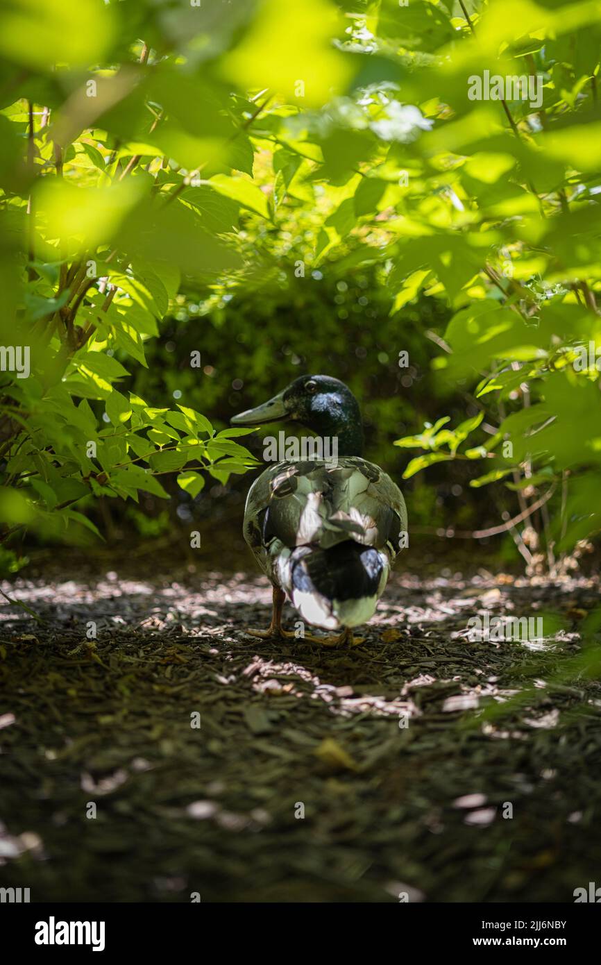 A vertical shot of a mallard duck with turned head standing under the ...