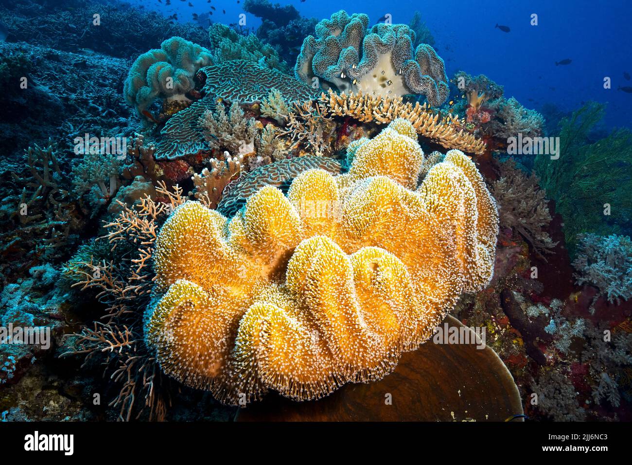 The fish and coral reefs in the depths of the Pacific Ocean Stock Photo ...