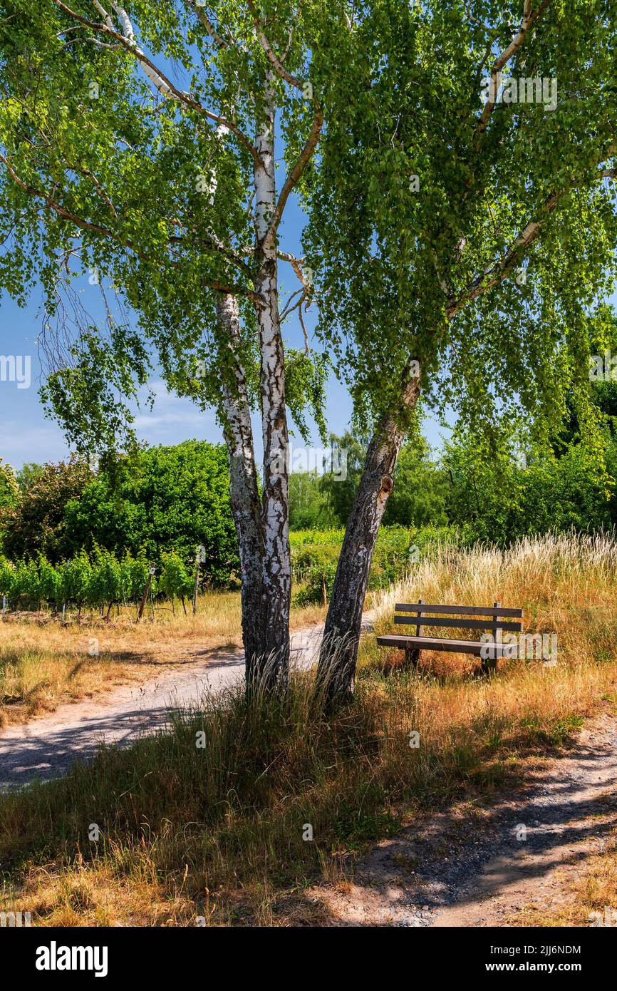Resting under a shady tree hi-res stock photography and images - Alamy