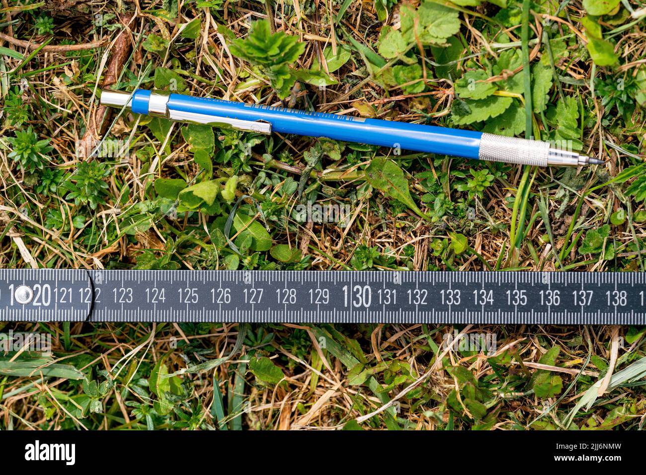 A top view of a mechanical pencil and a ruler on a forest floor Stock ...
