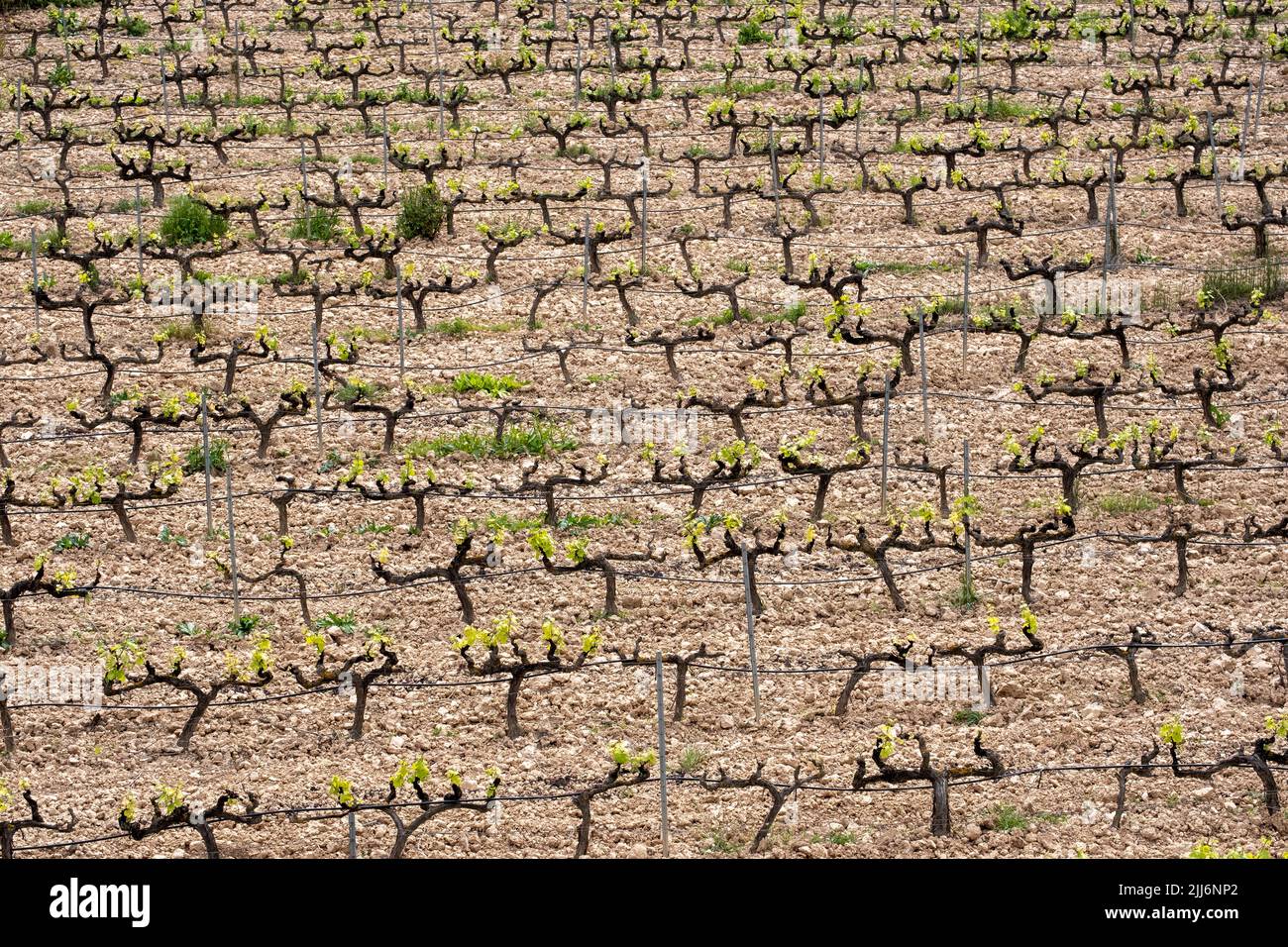 A high angle shot of rows of vines in a vineyard in the Terra Alta in ...