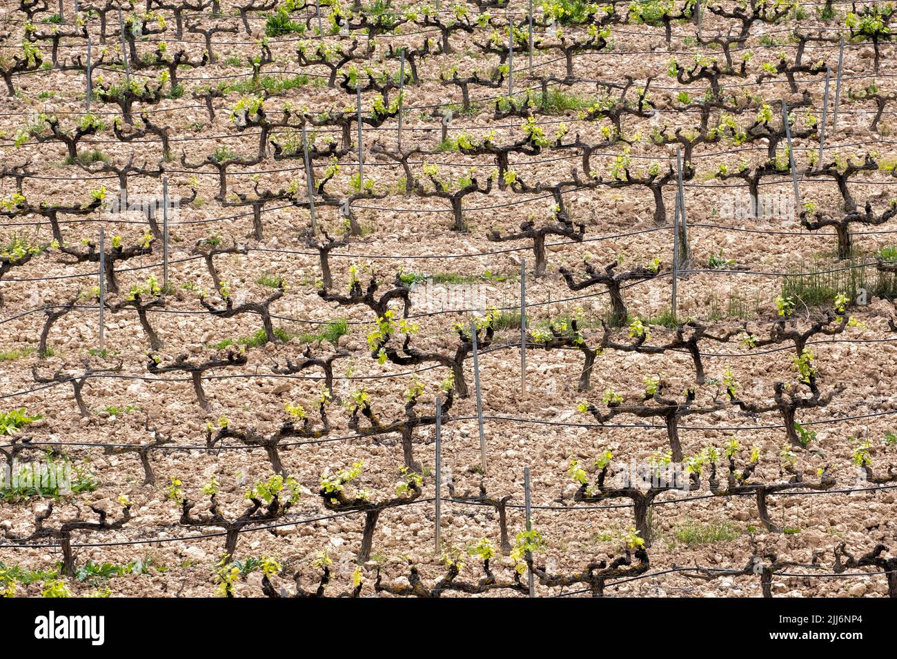 A high angle shot of rows of vines in a vineyard in the Terra Alta in ...
