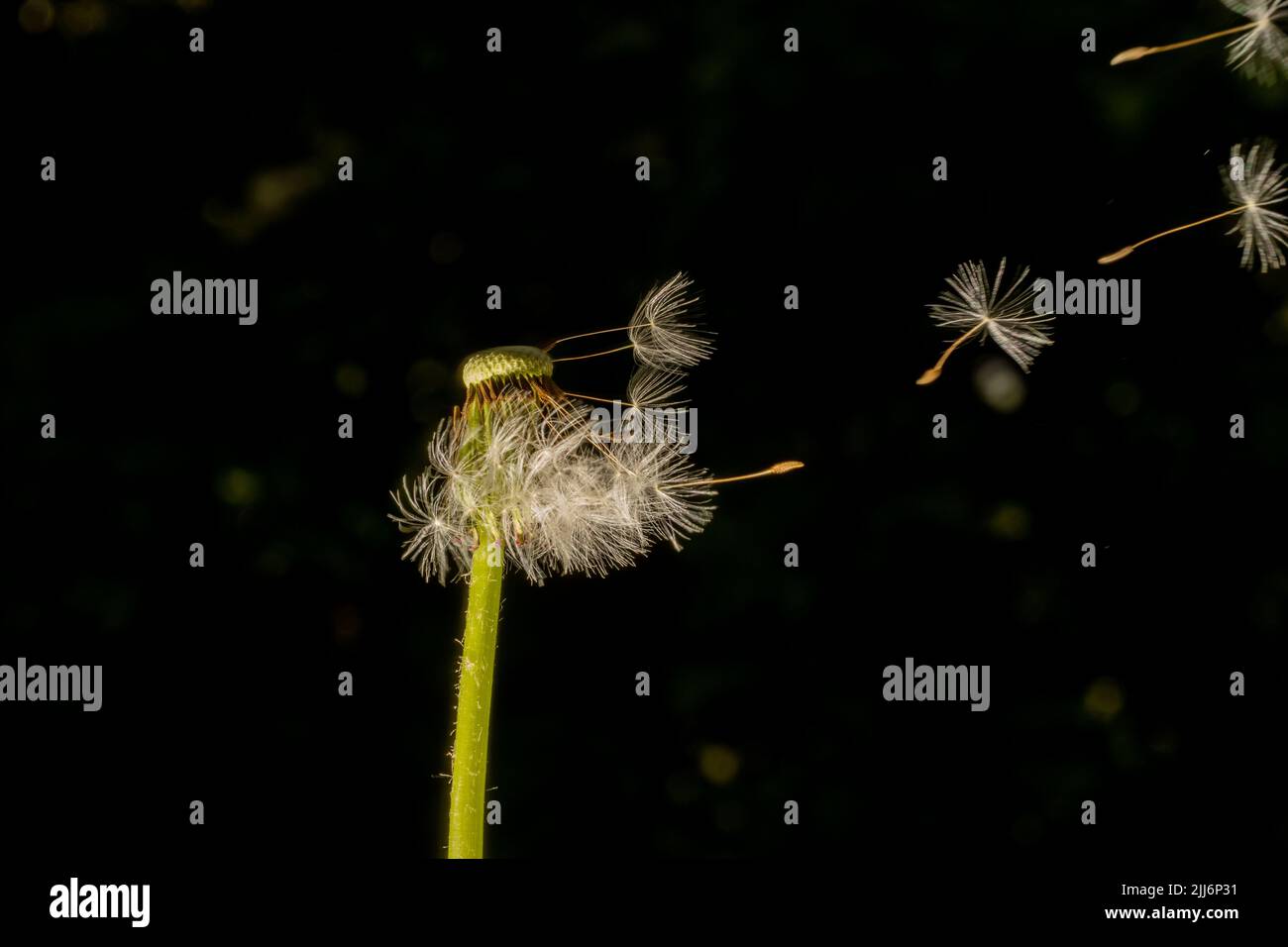A shallow focus shot of dandelion clock dispersing seeds on a blur ...
