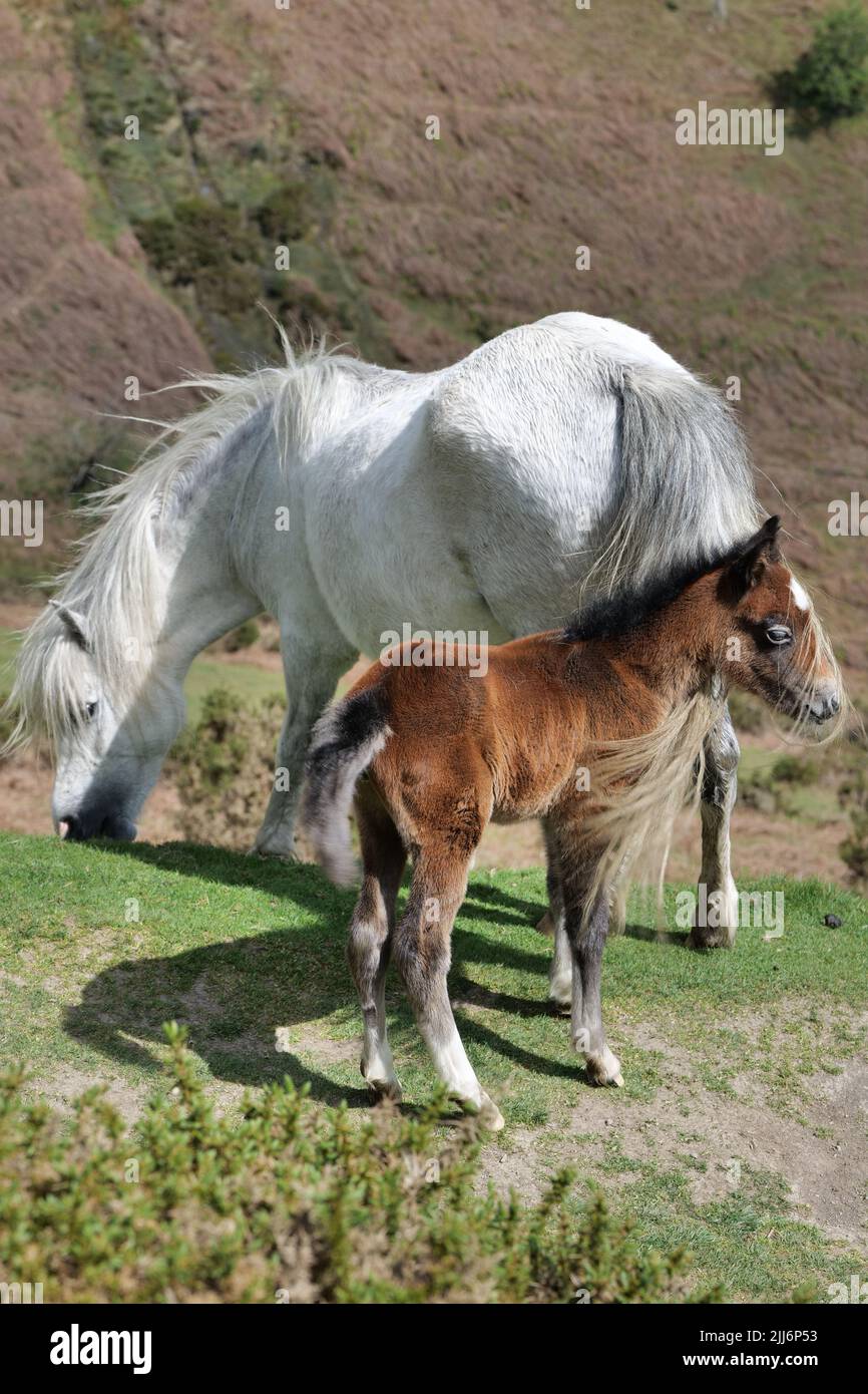 A vertical shot of a white mother mare grazing with its young foal in a ...