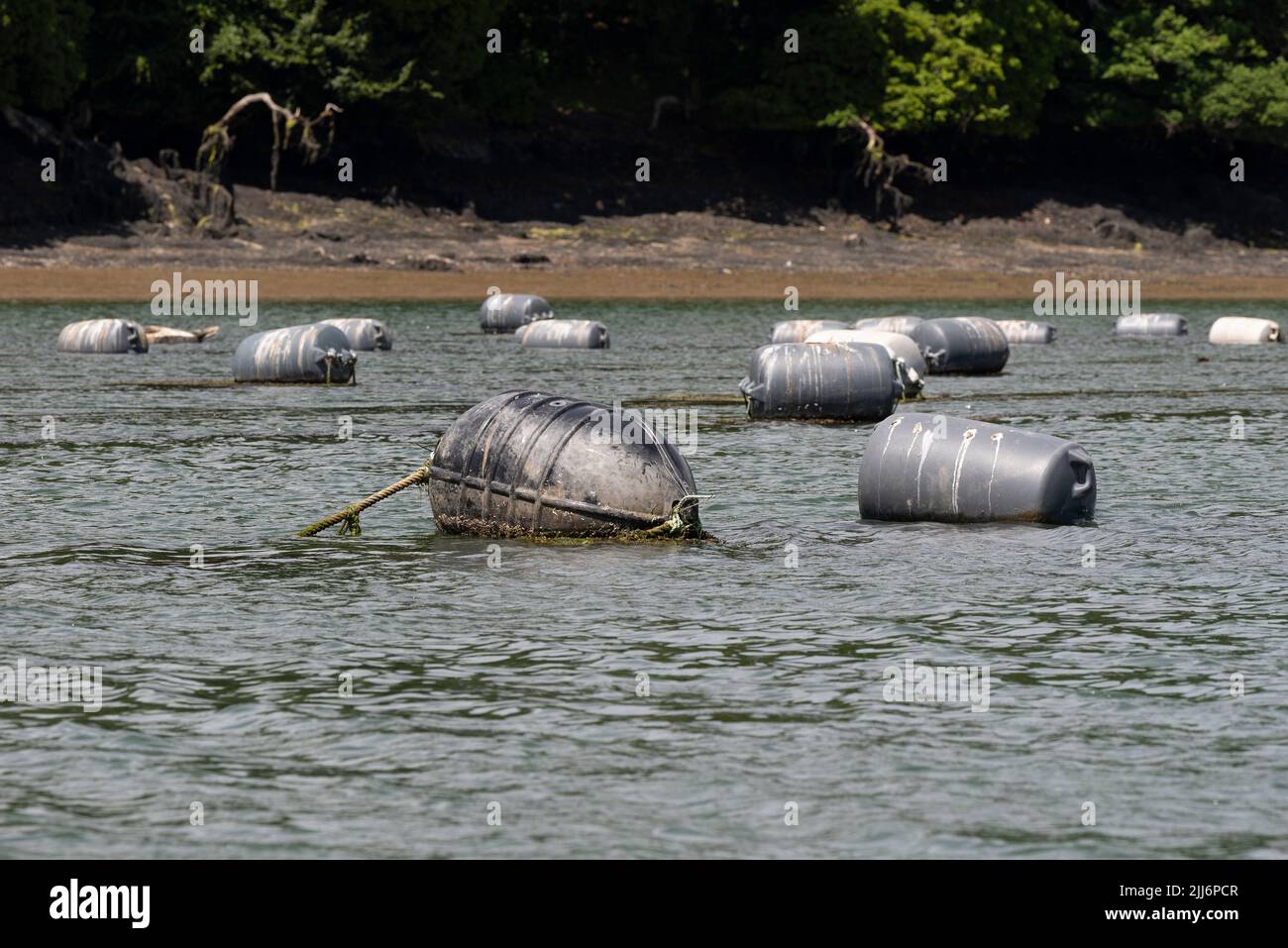River Fal, Cornwall, England, UK. 2022, Mussel farming on the River Fal ...