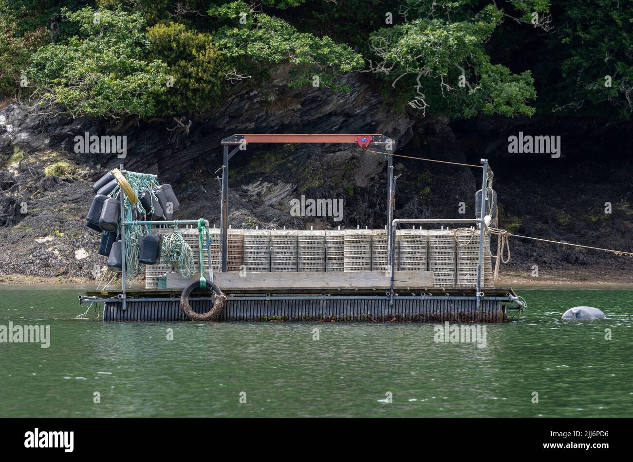 River Fal, Cornwall, England, UK. 2022, Mussel farming on the River Fal ...