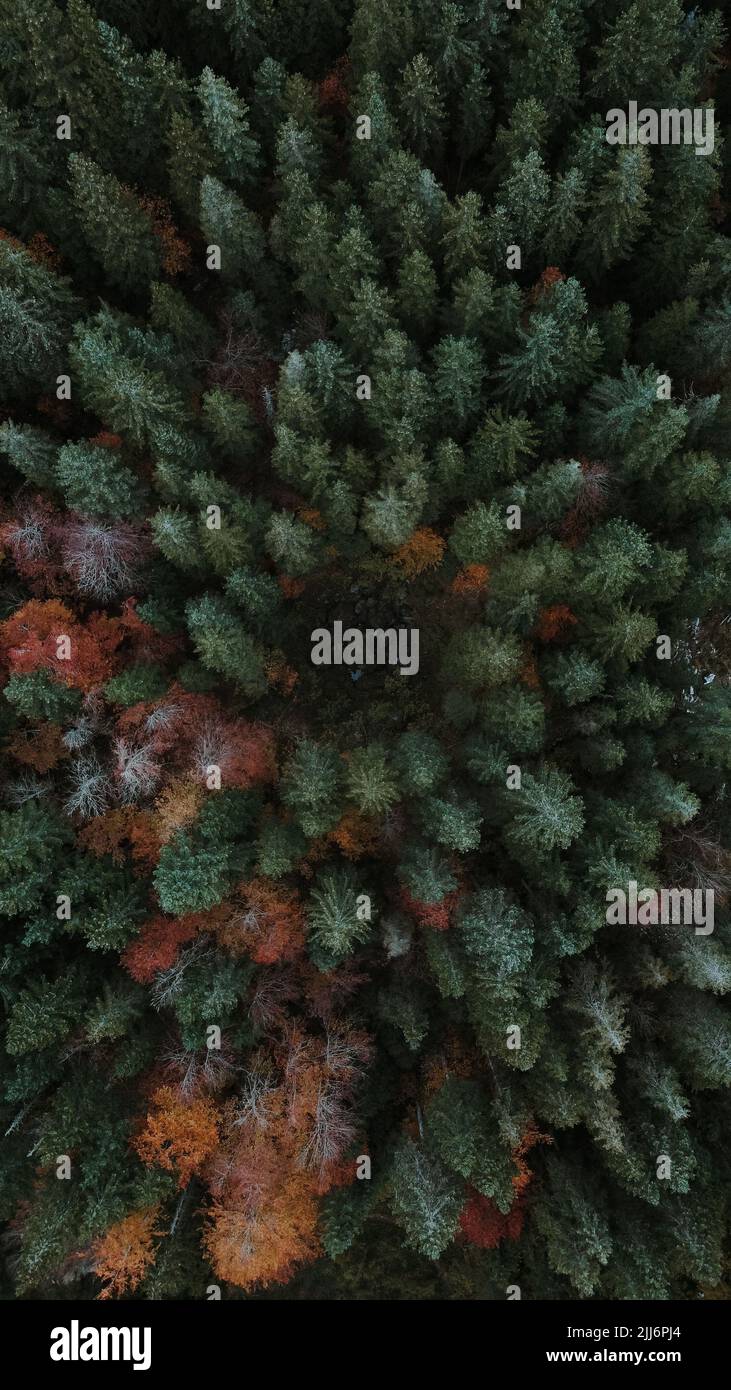 A top view of the pine trees in the forest Stock Photo - Alamy