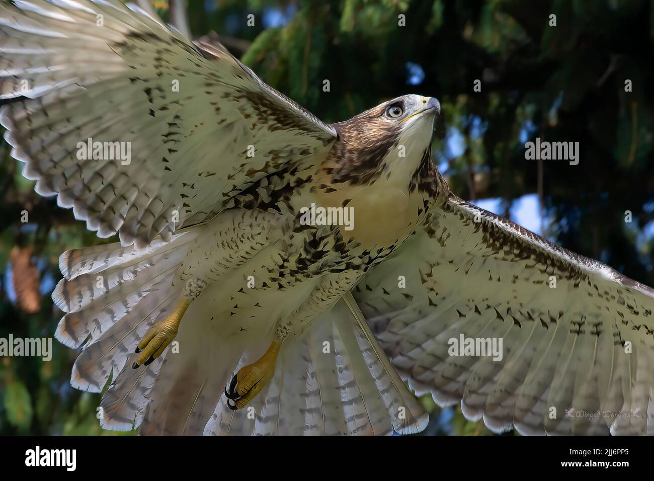 A low angle shot of a brown hawk flying with spread wings Stock Photo ...