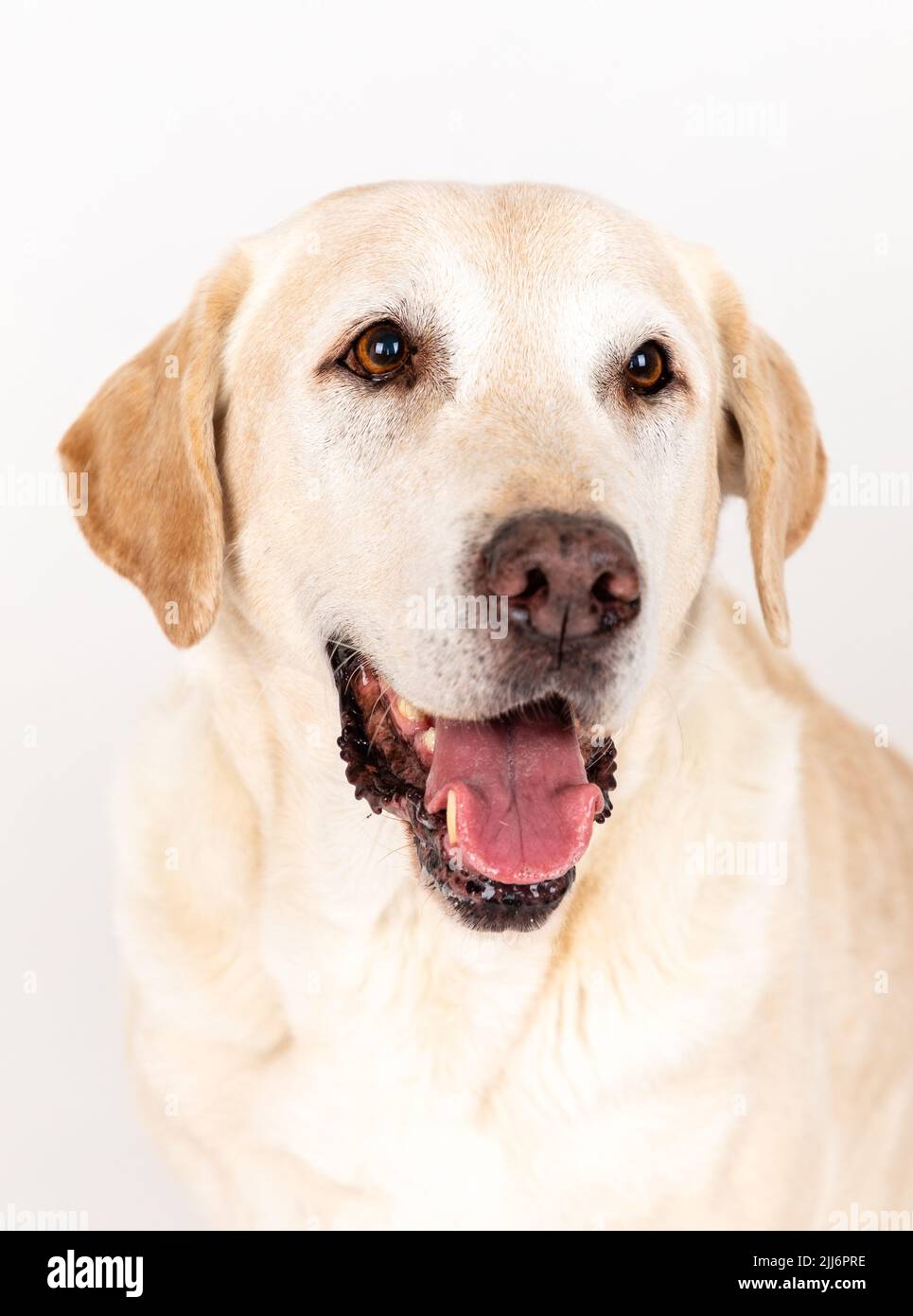 A vertical close-up shot of a labrador dog's head with a white ...