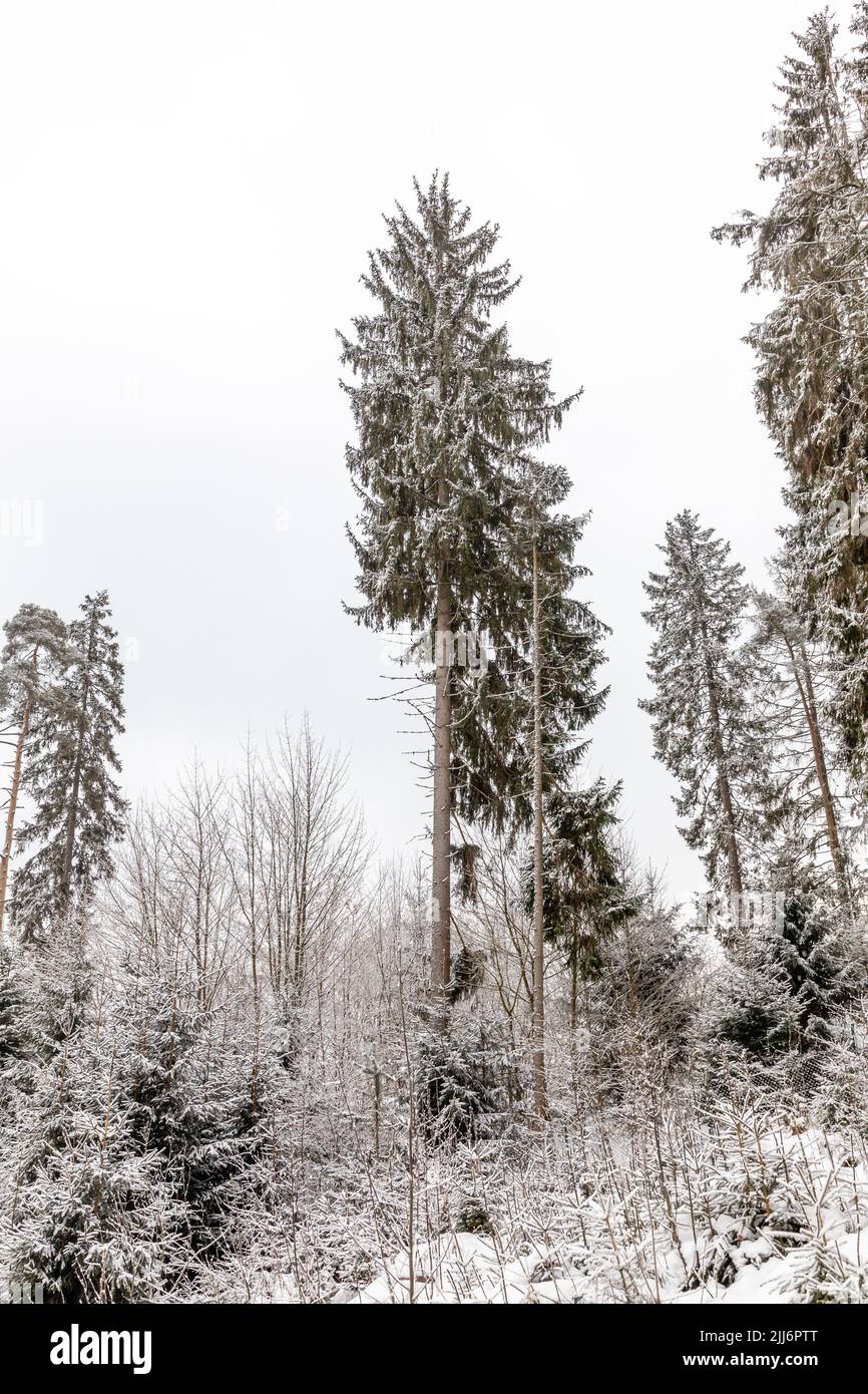 A vertical shot of a snowy pine tree forest in the daytime Stock Photo ...