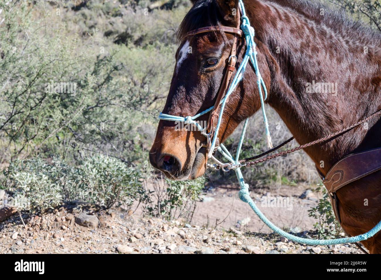 Riding horses in the desert under blue sky Stock Photo - Alamy