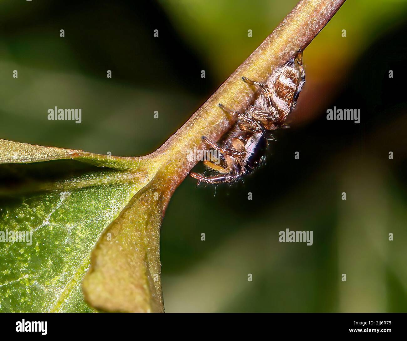 A closeup shot of a fluffy striped tarantula crawling on a leaf stem ...