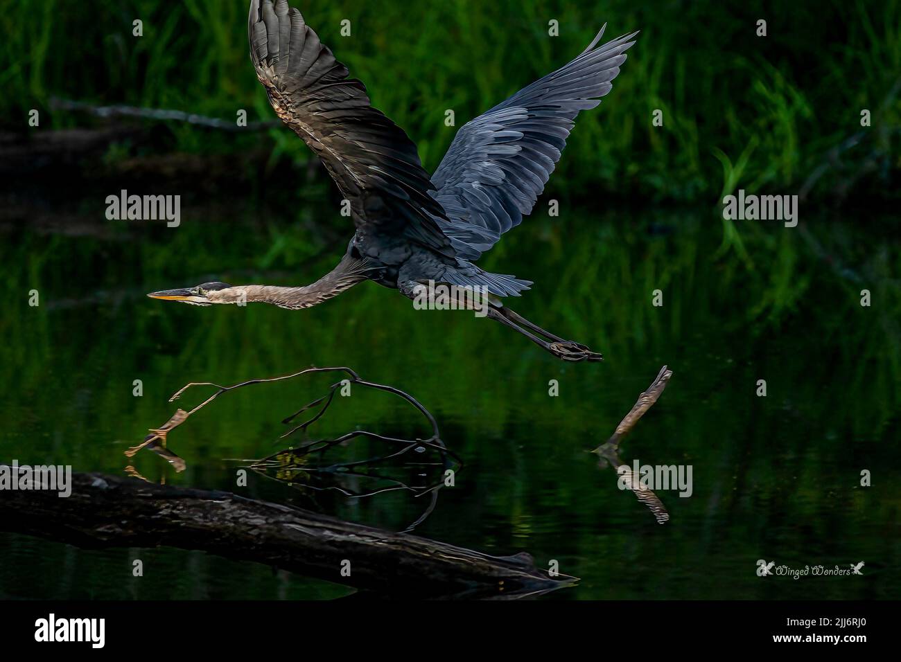 A great gray heron taking off from a lake Stock Photo - Alamy