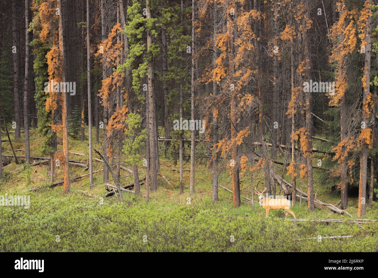 Wildlife portrait of a young mule deer buck (Odocoileus hemionus), in a ...