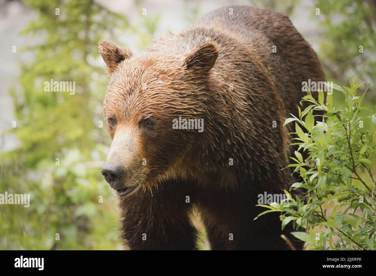 Close-up wildlife portrait of a female mother brown Grizzly bear (Ursus arctos horribilis), with ...