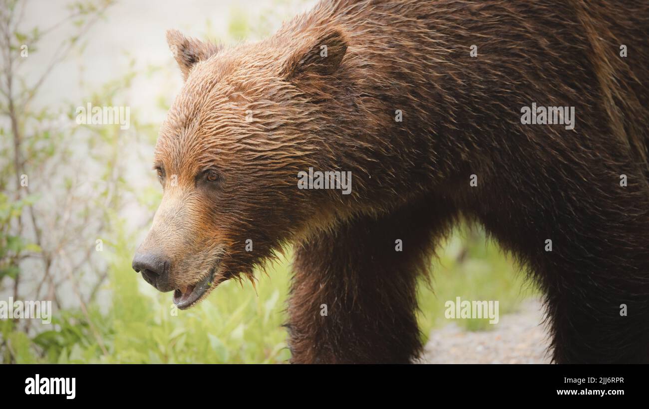 Close-up wildlife portrait of a female mother brown Grizzly bear (Ursus arctos horribilis), with ...