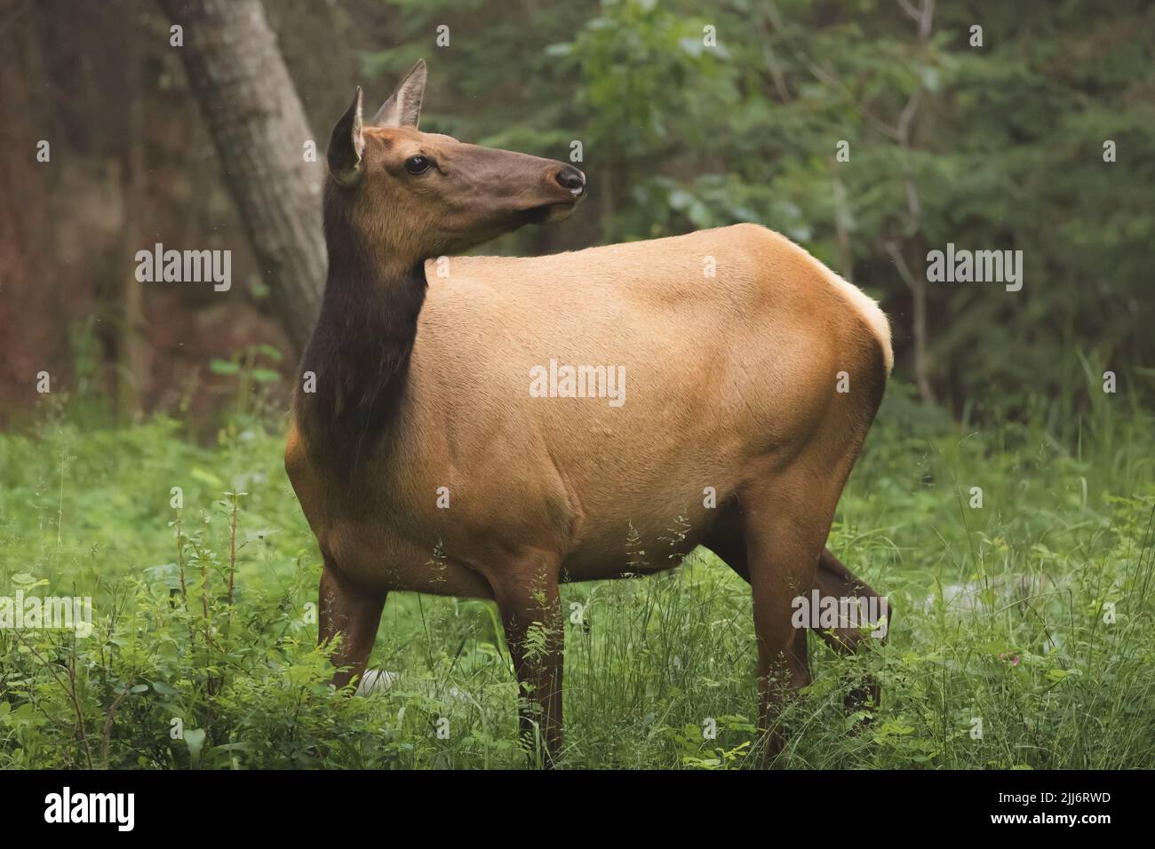Female elk in banff alberta hi-res stock photography and images - Alamy