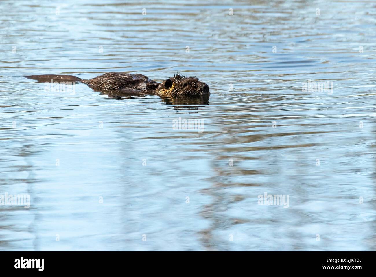 A fluffy and hairy beaver swimming in the water in a forest on a sunny ...