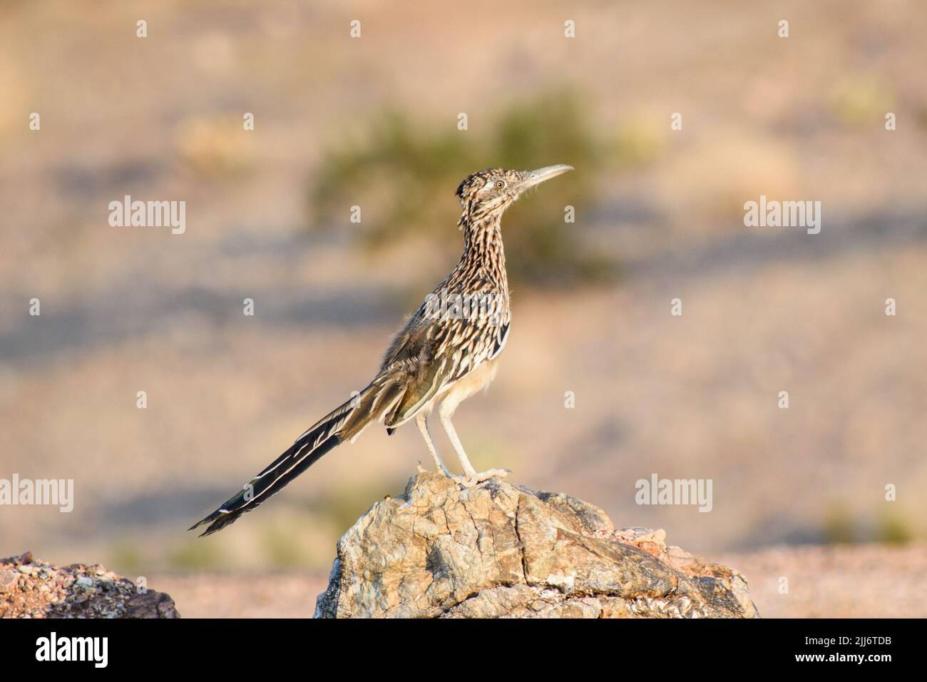 Roadrunner beautiful plumage hi-res stock photography and images - Alamy