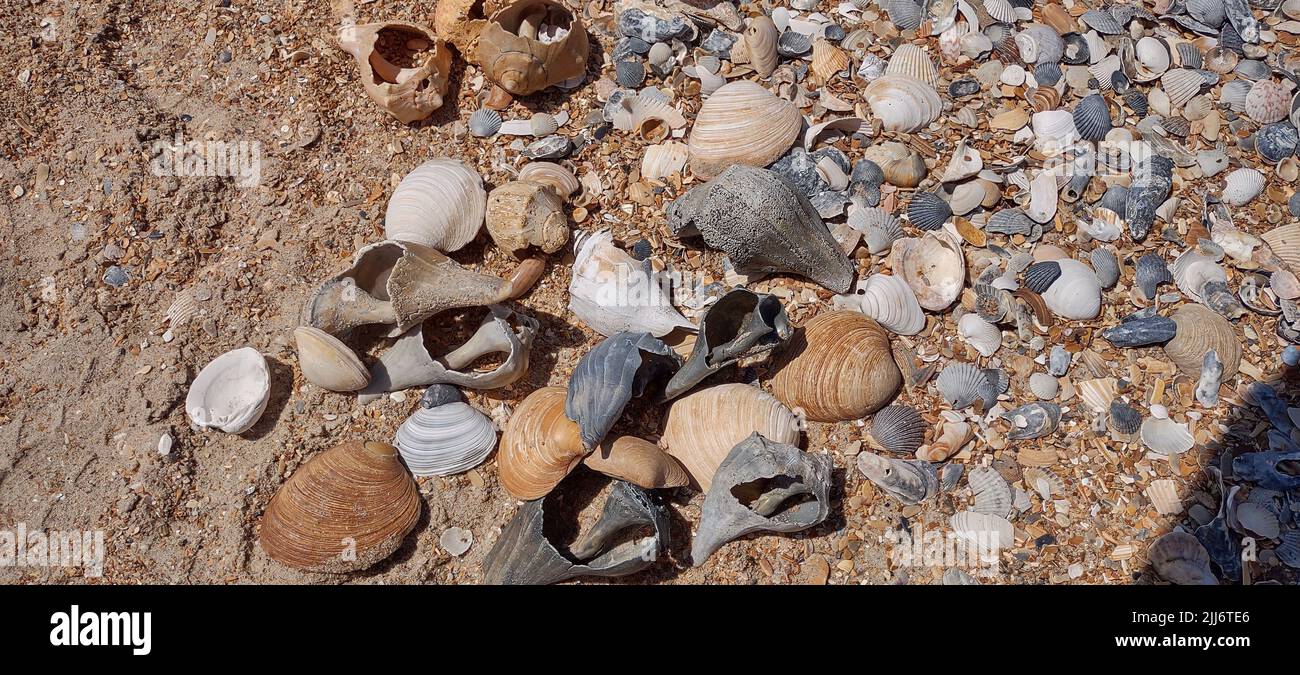 Different sea shells on the beach under sunlight Stock Photo - Alamy
