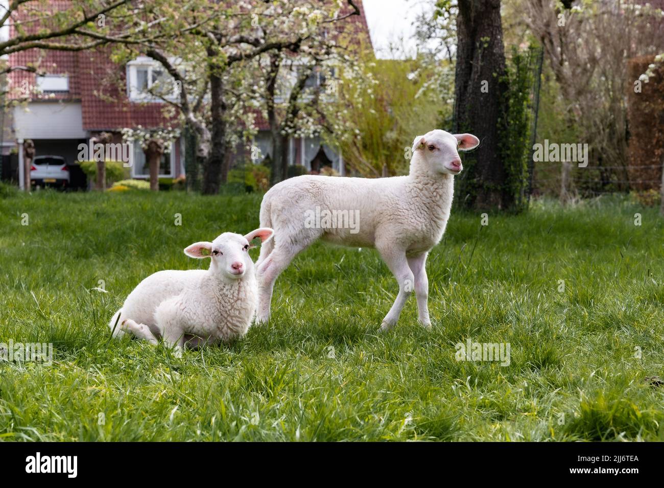 Garden sheep hi-res stock photography and images - Alamy