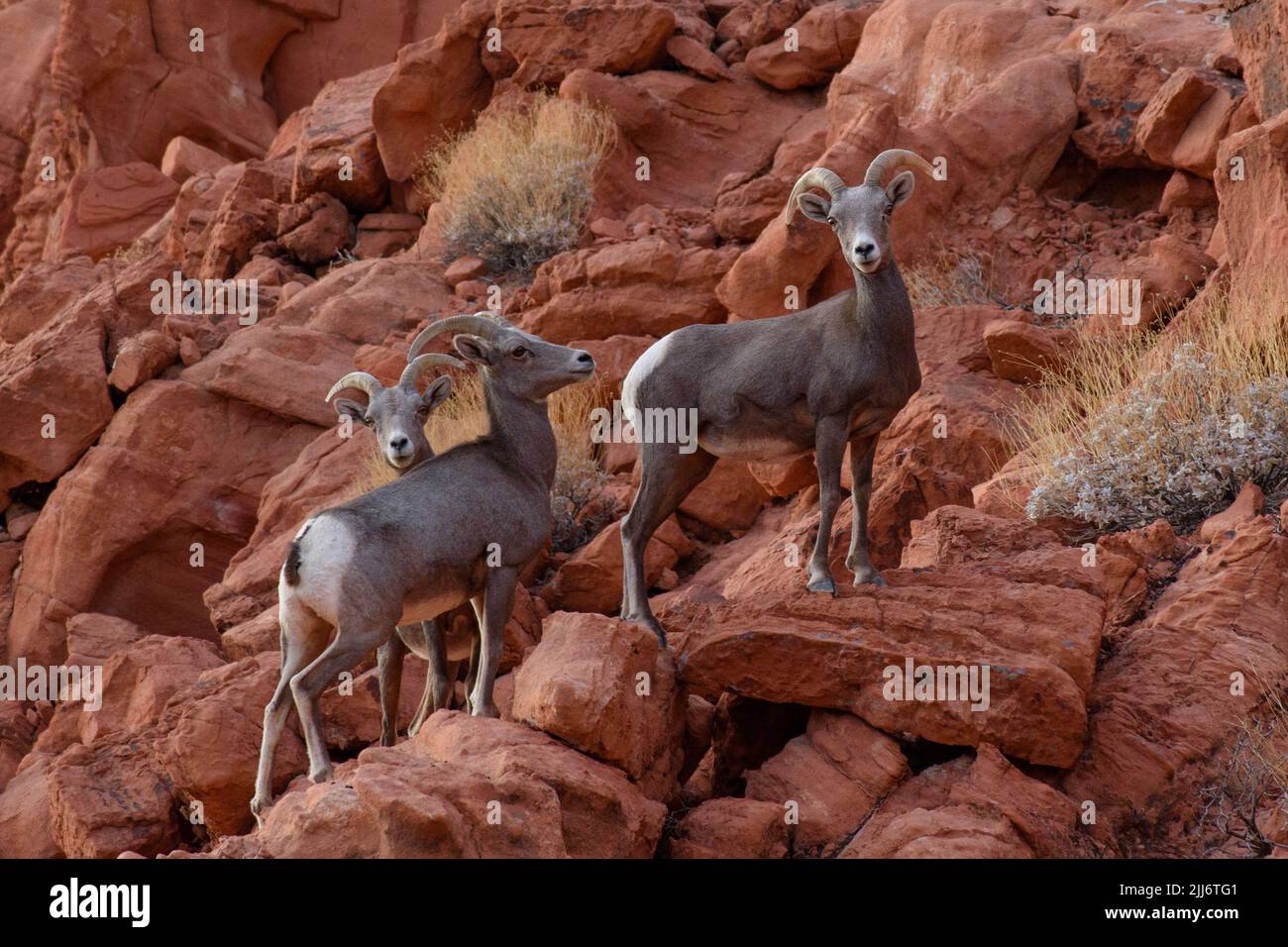 Desert bighorn sheep on rocks hi-res stock photography and images - Alamy