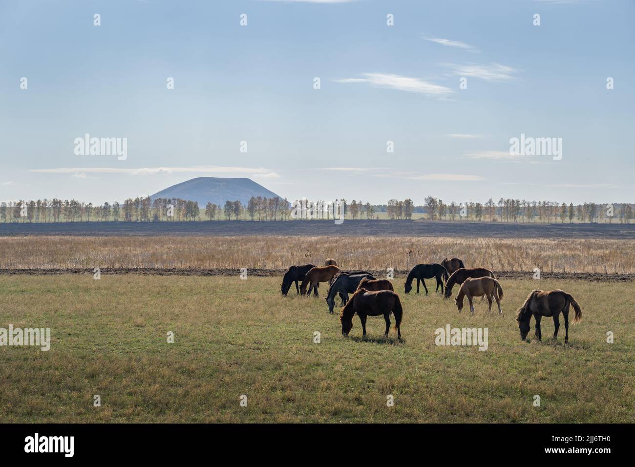 A group of Horses in a pasture with mountain and trees line in the ...